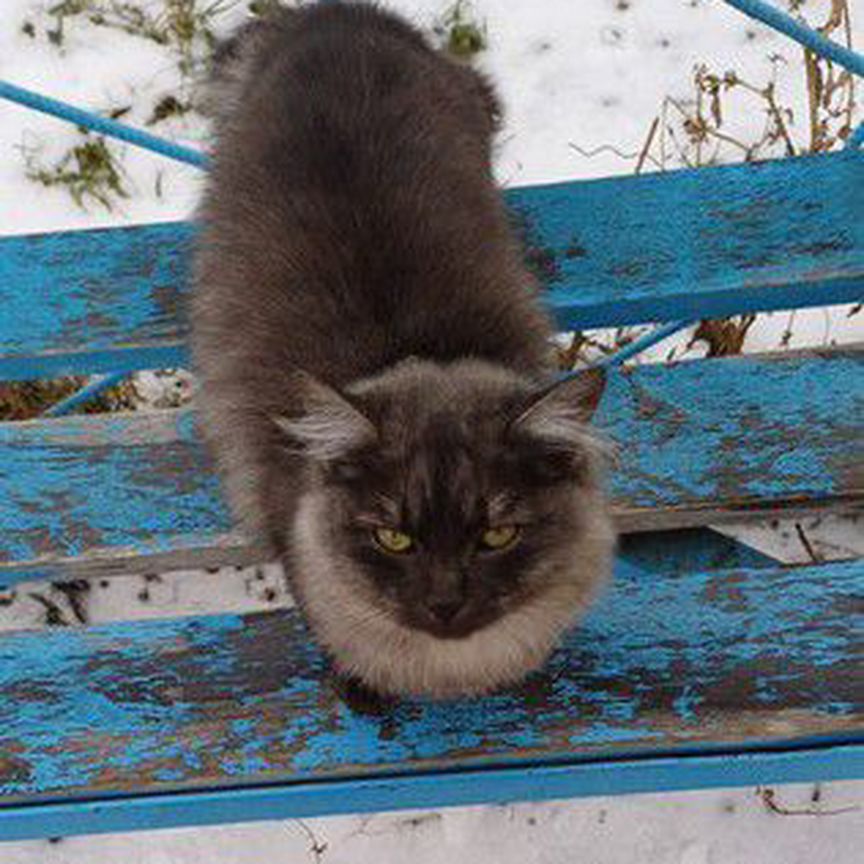 Кошка