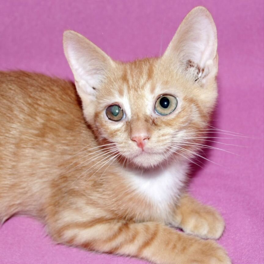 Рыжий котенок в добрые руки