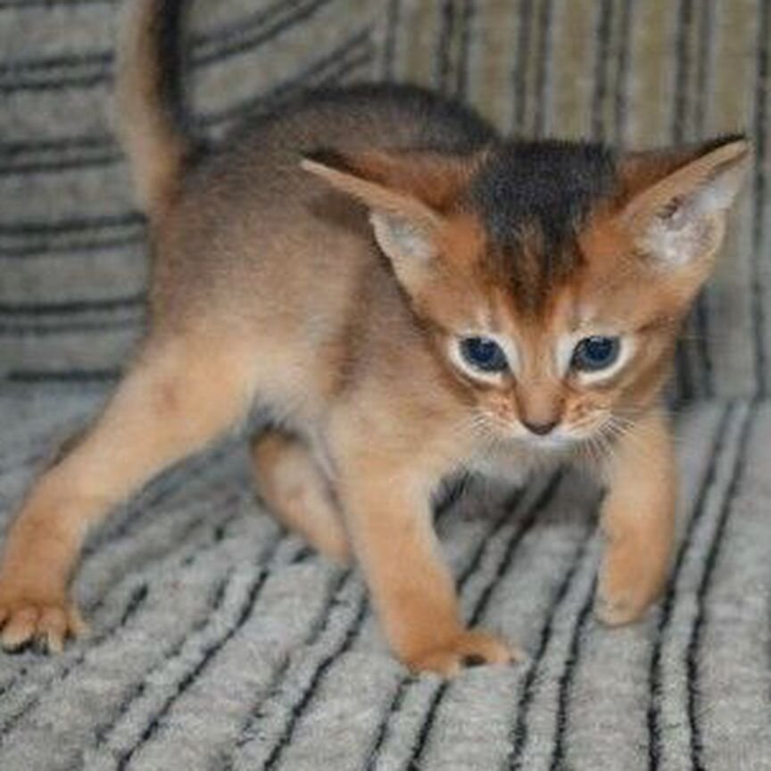 Абиссиночка