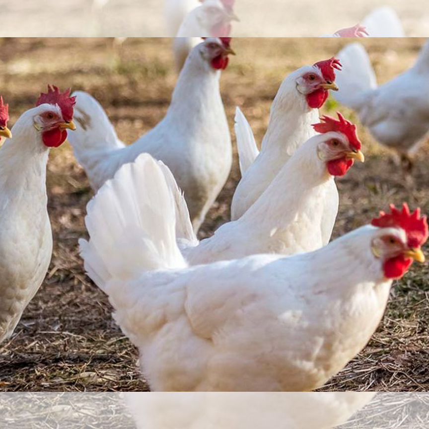 Лучшие несушки