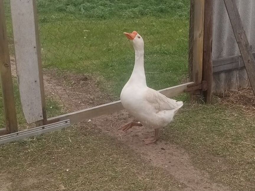Гусь