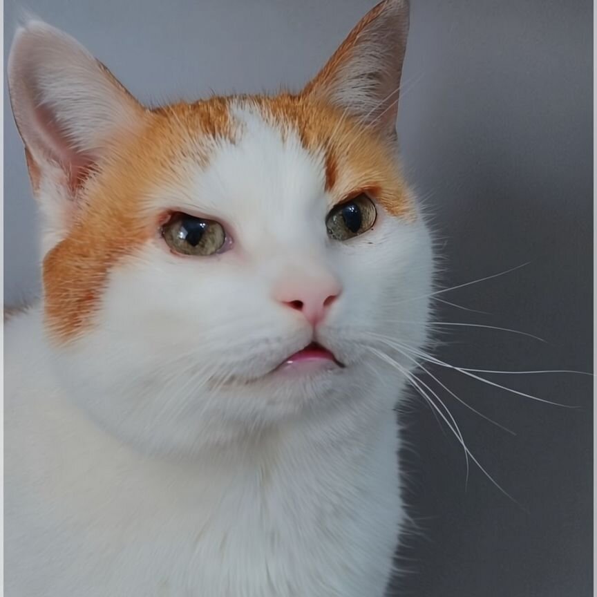 Взрослая кошка в добрые руки