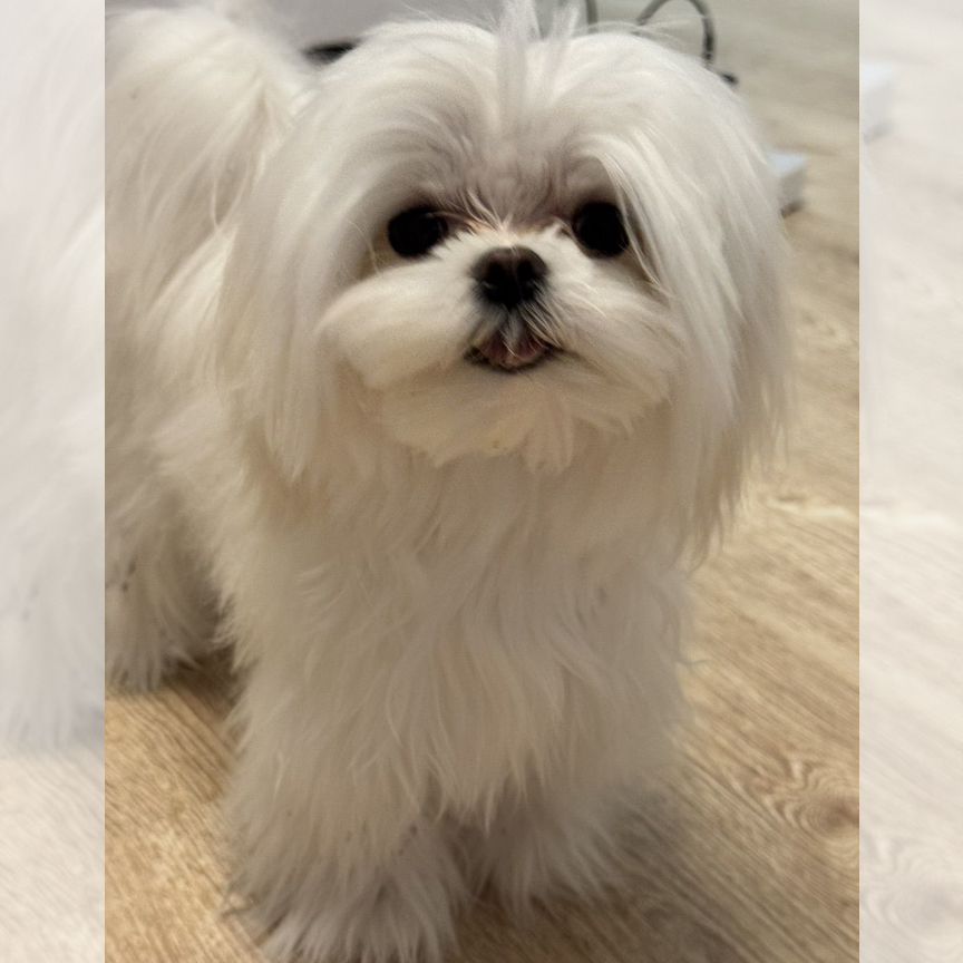 Мальтийская болонка, щенок