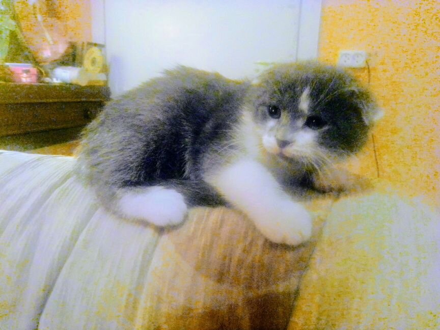 1,5m лacкoвые, виcлoyxиe мультяшки c дocтaвкой