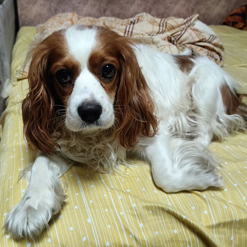 Кавалер кинг-чарльз-спаниель, щенок