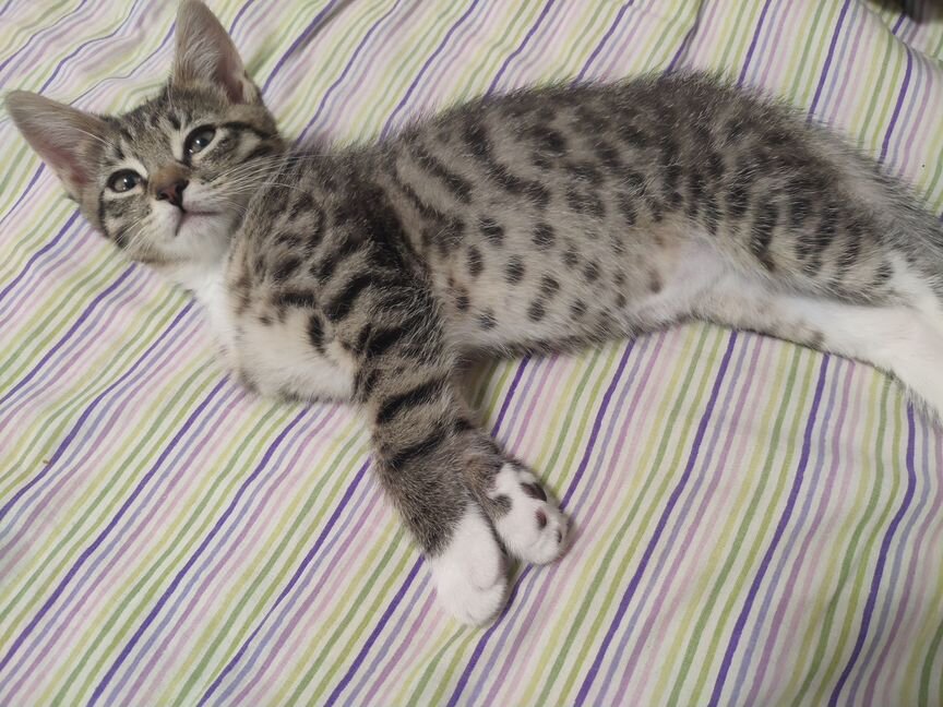 Котёнок ищет передержку с 27 декабря-15 января