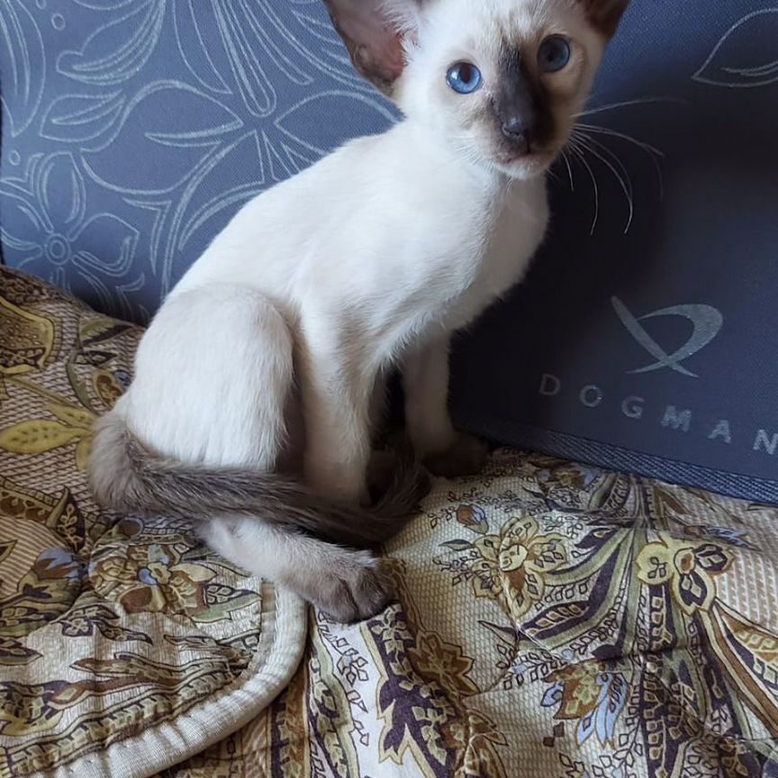 Ориентальная девочка