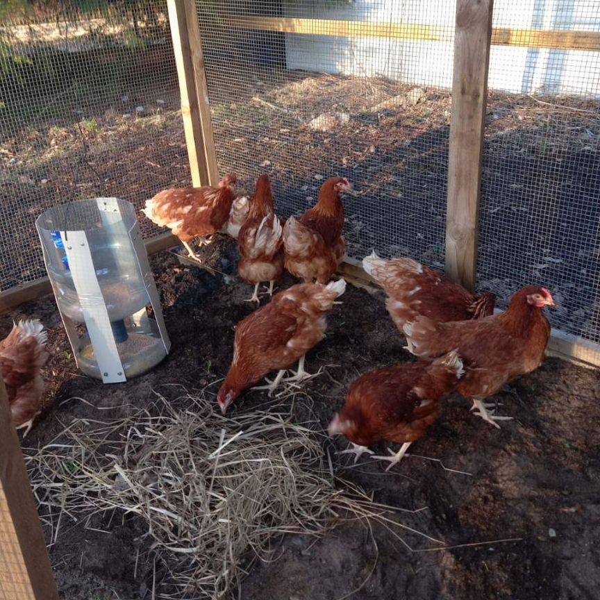 Куры несушки