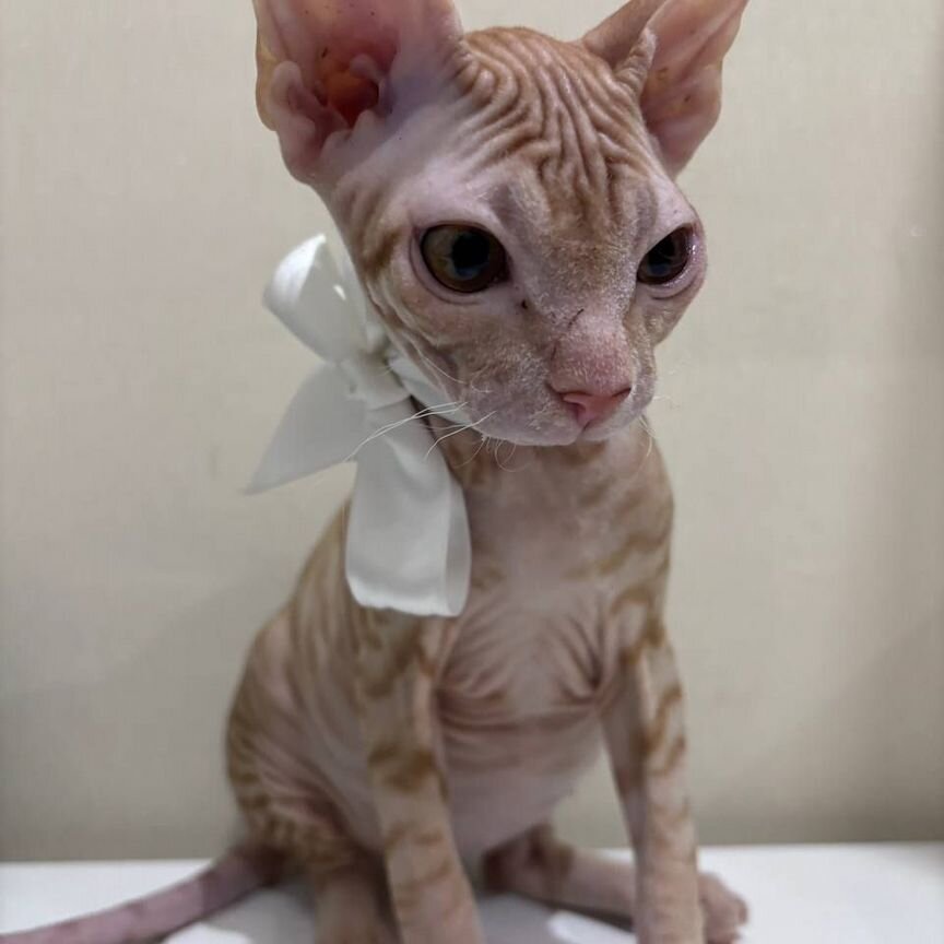 Донской сфинкс