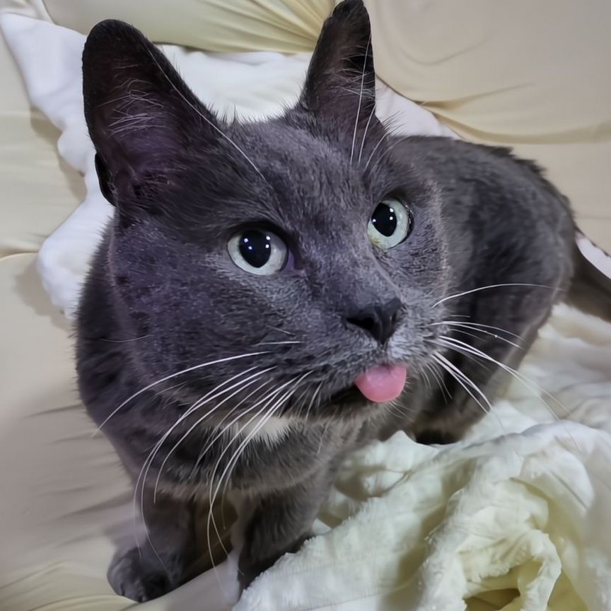 Русская голубая кошка, взрослая