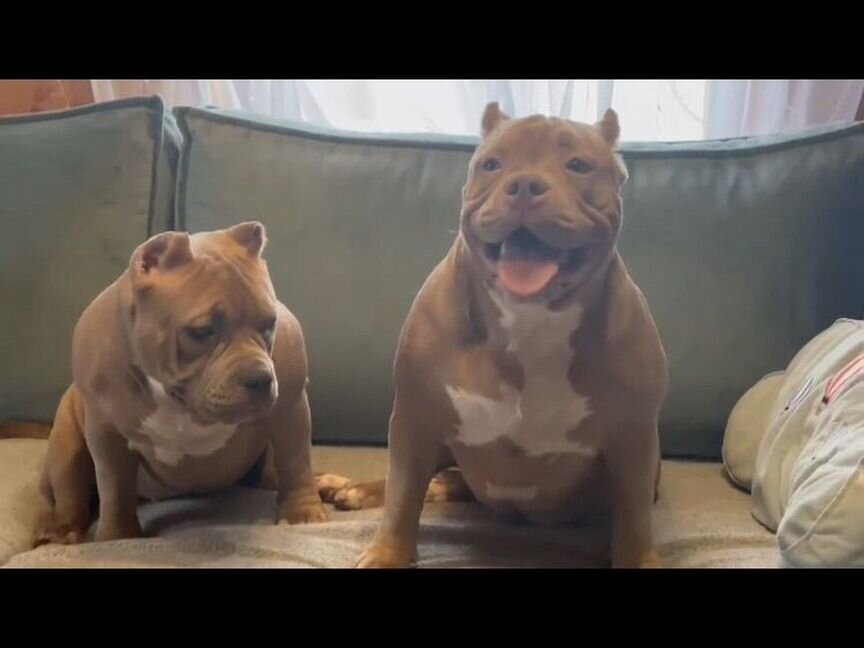 Американский булли девочки -красавицы