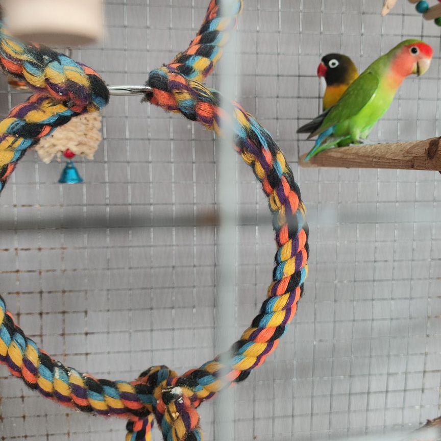 Попугаи неразлучники с клеткой