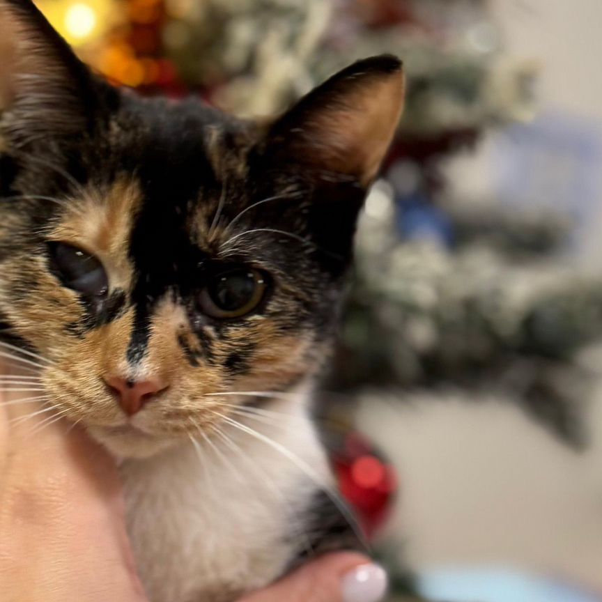 Заберите малышей домой