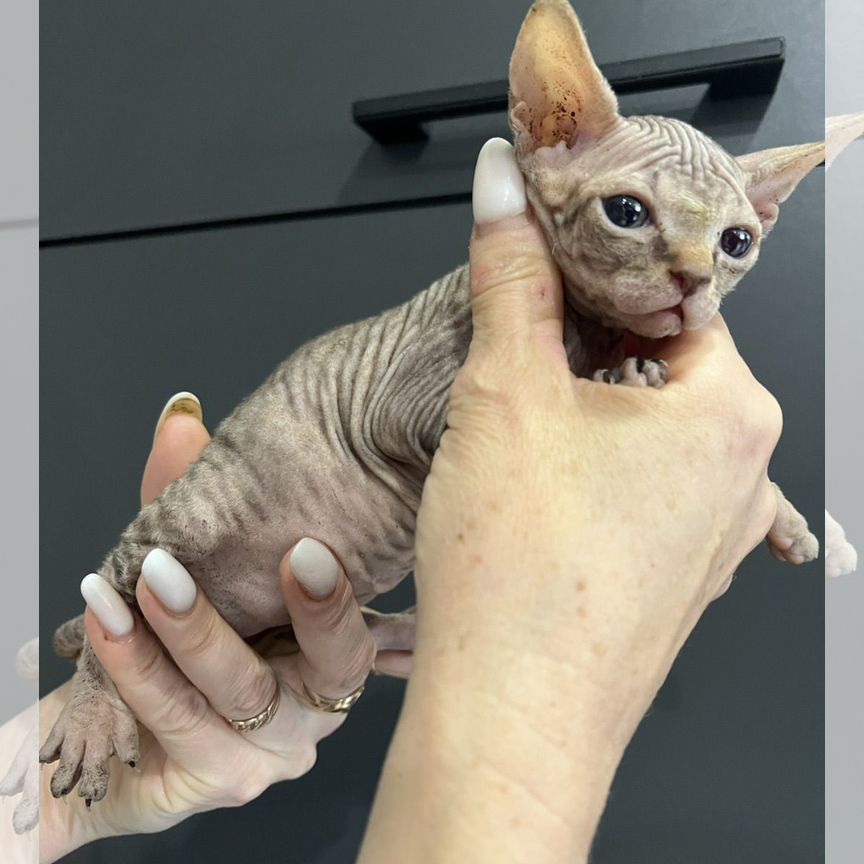 Канадский сфинкс котёнок
