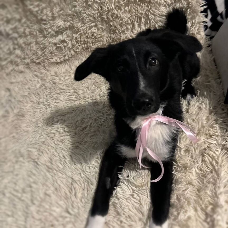 Щенок в добрые руки