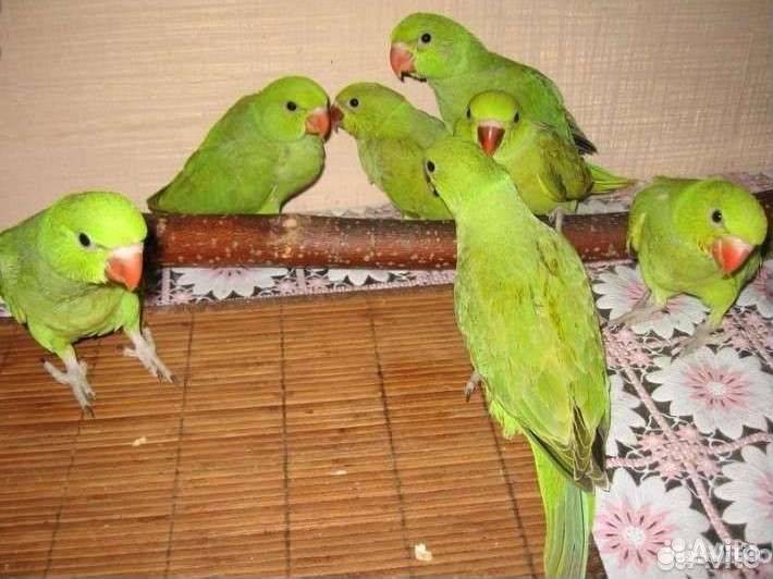 Выкормыши ожереловых