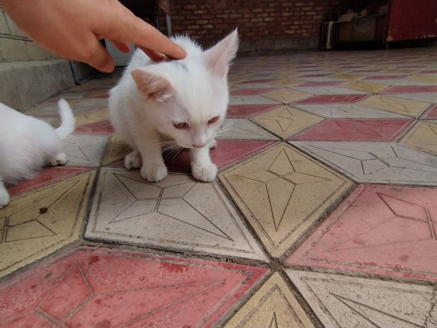Котёнок