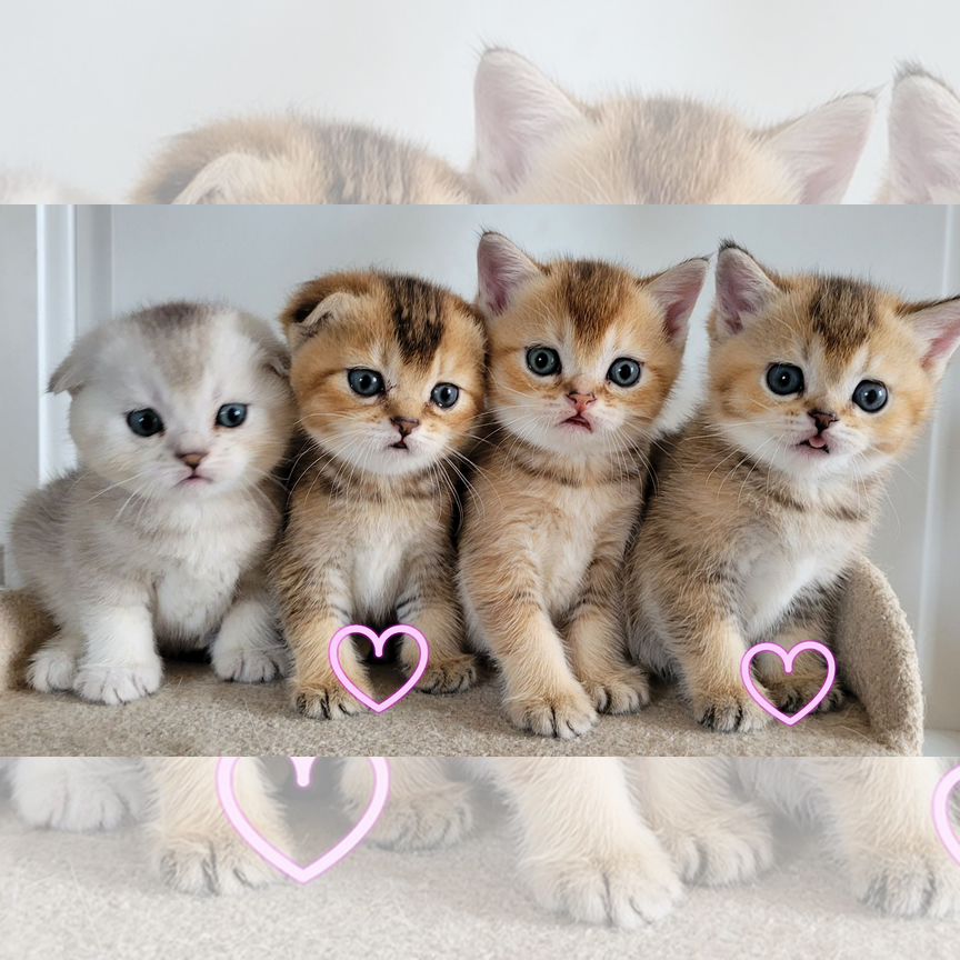 Шотландские котята