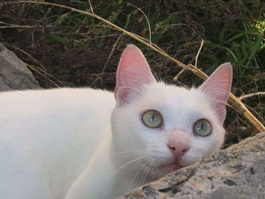 Котик