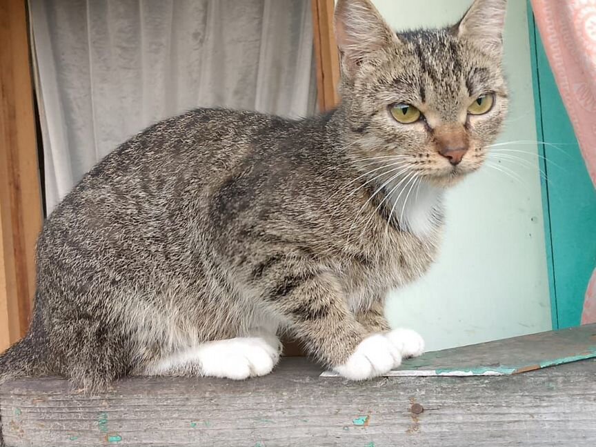 Кошечка 10 месяцев