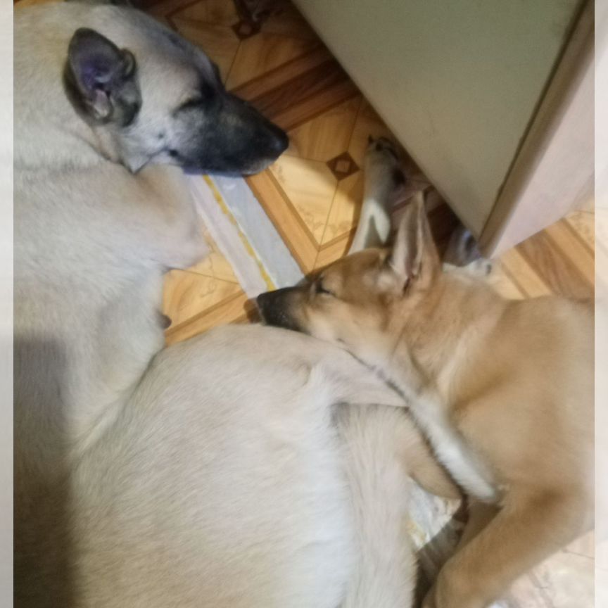 Восточноевропейская овчарка, щенок