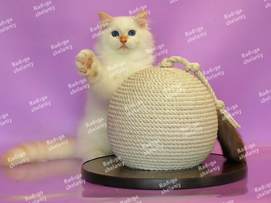 Синеглазый мурчун