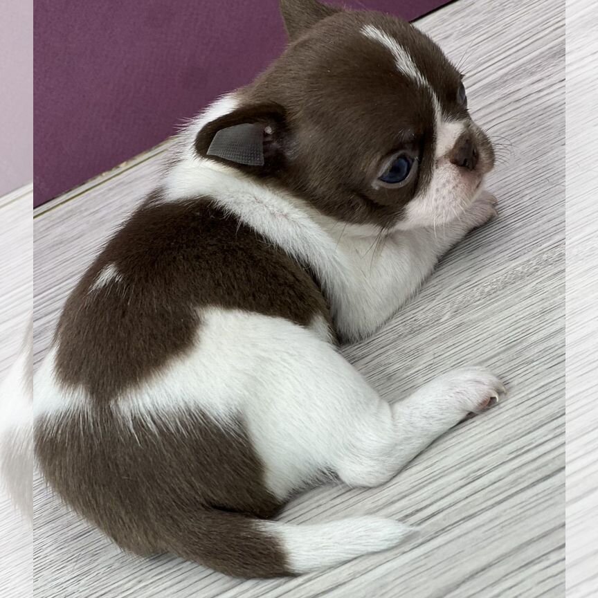 Чихуахуа, щенок