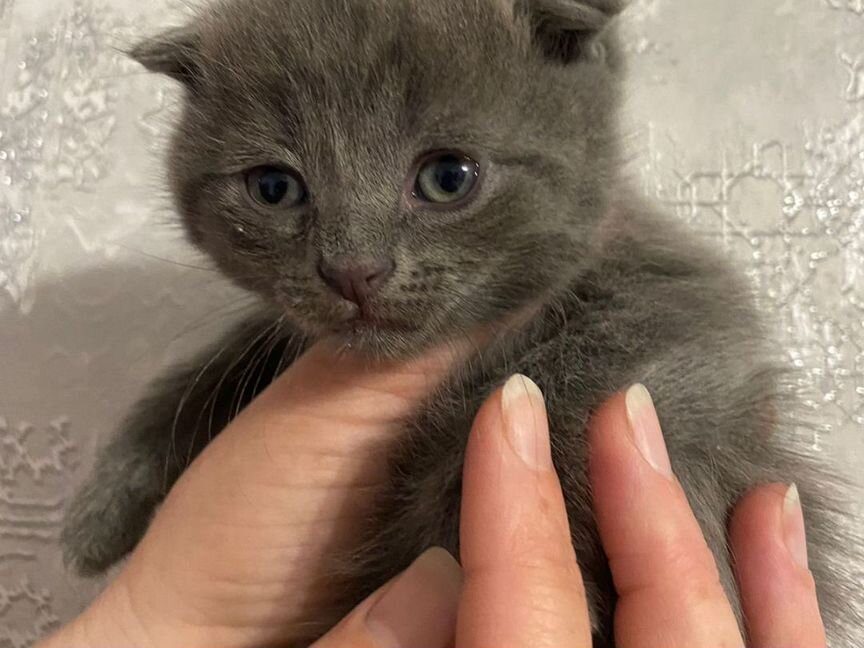 Британские вислоухие котята 3девочки 1 мальчик