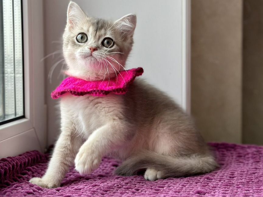 Кошка голубая золотая шиншилла ау11