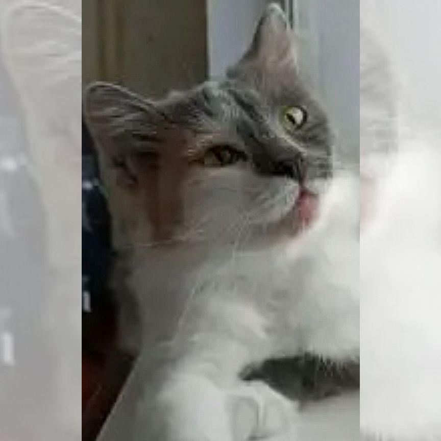 Взрослая, кошка в добрые руки