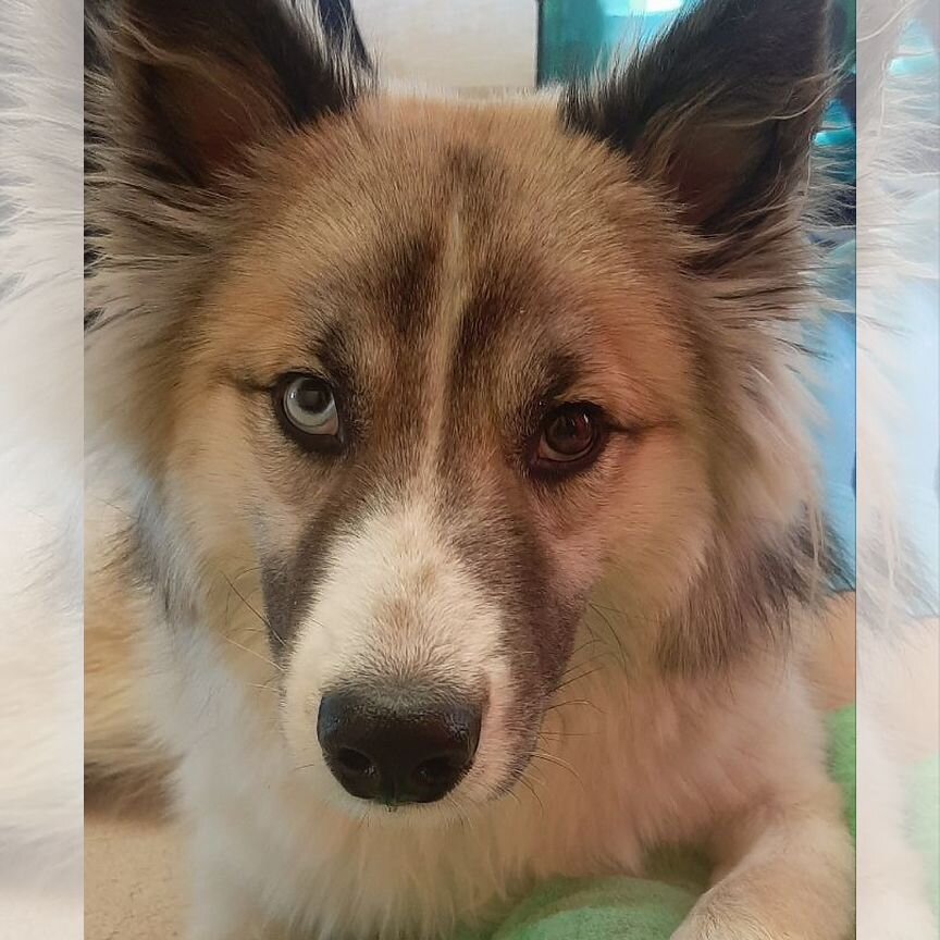 Сибирский хаски, взрослый пёс