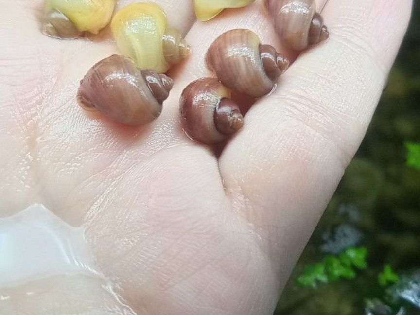 Улитки ампулярии малыши