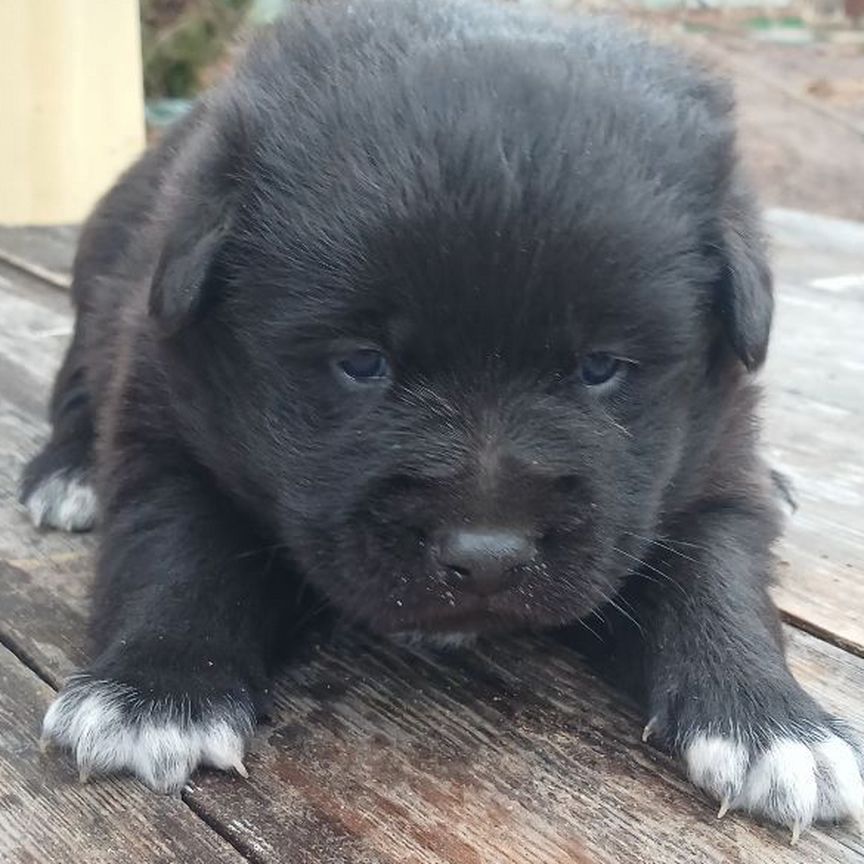 Американская акита, щенок