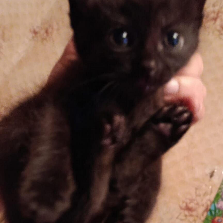 Котята в добрые руки бесплатно