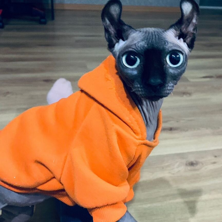 Сфинкс эльф вязка