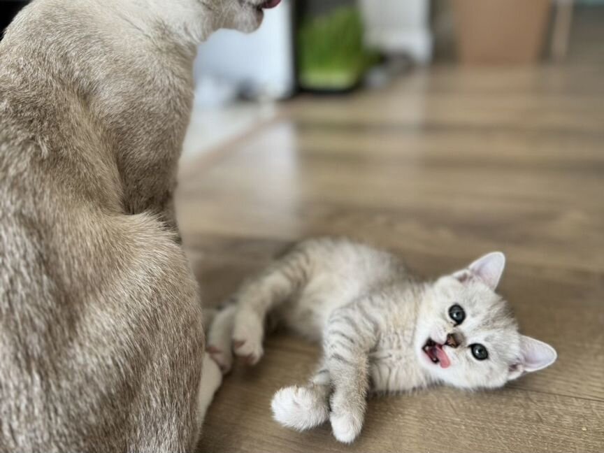 Шотландская кошка