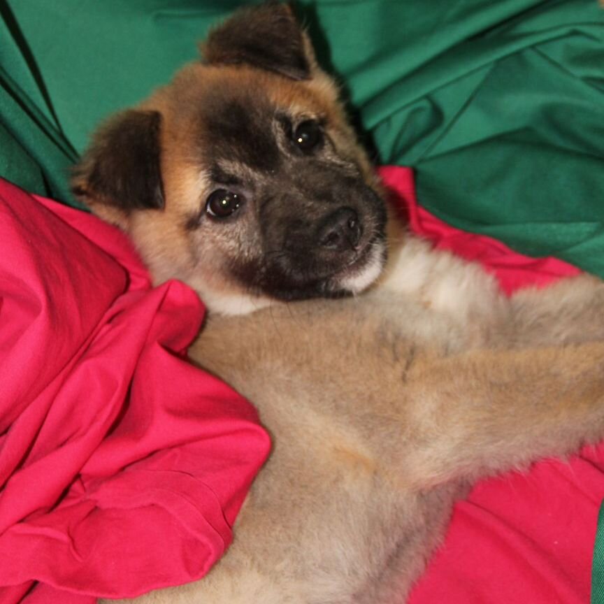 Щенок от частного владельца