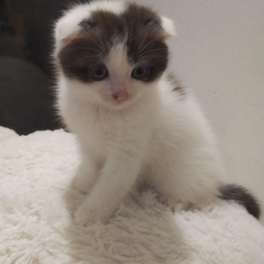 Британский вислоухий кот