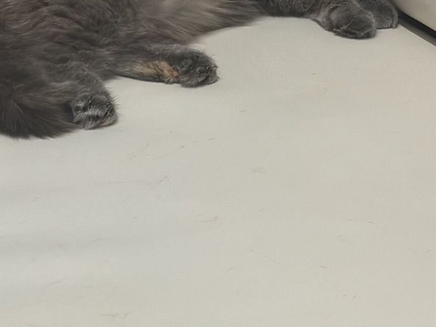 Кошка ищет жениха