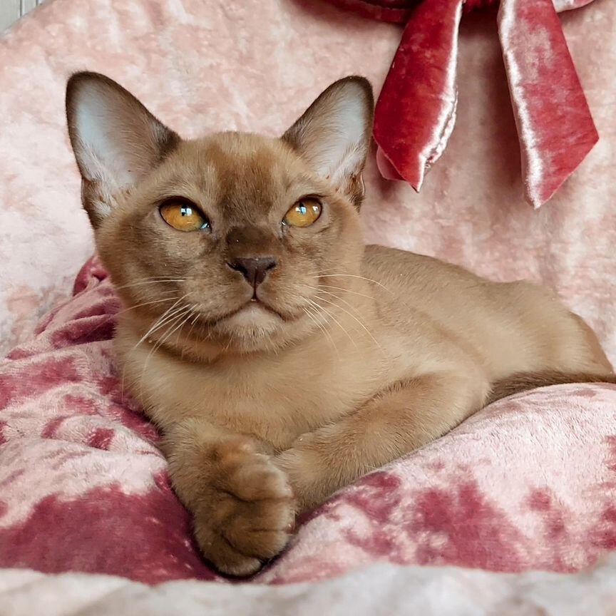 Бурманский принц