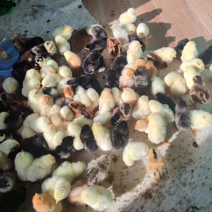 Цыплята суточные