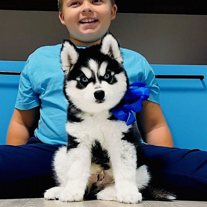 Хаски - Разноцветные Щенки для Вас - Суперр Выбор