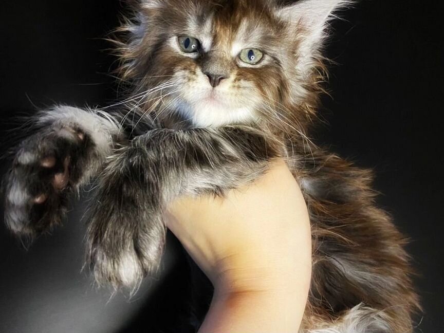 Роскошные котята Мейн-Куна