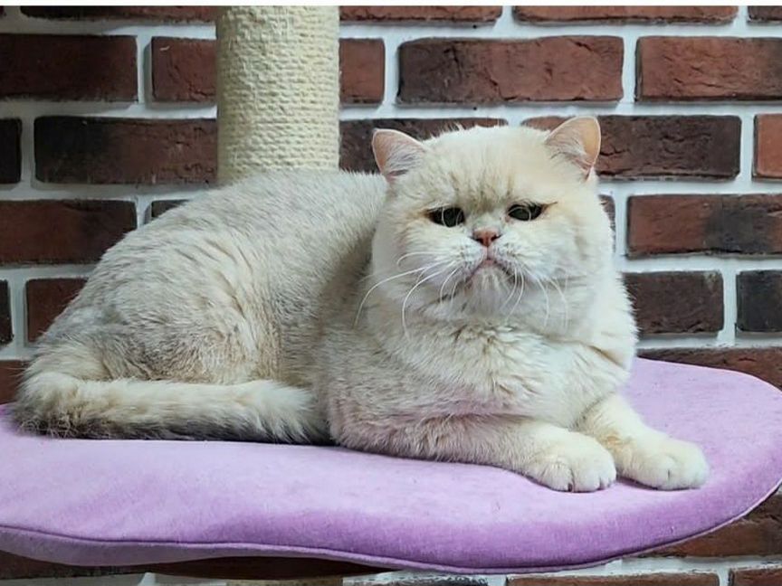 Кошки