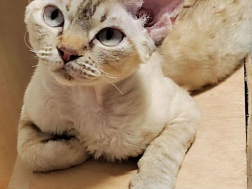 Девон-рекс(кошечка)