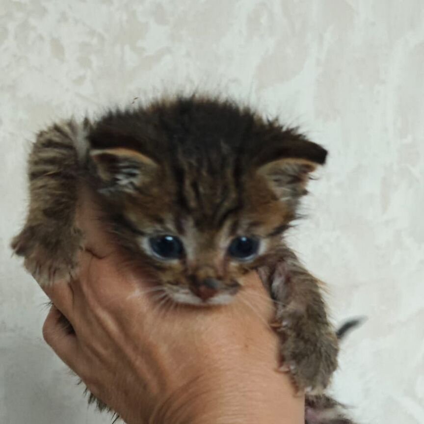 Котенок мальчик