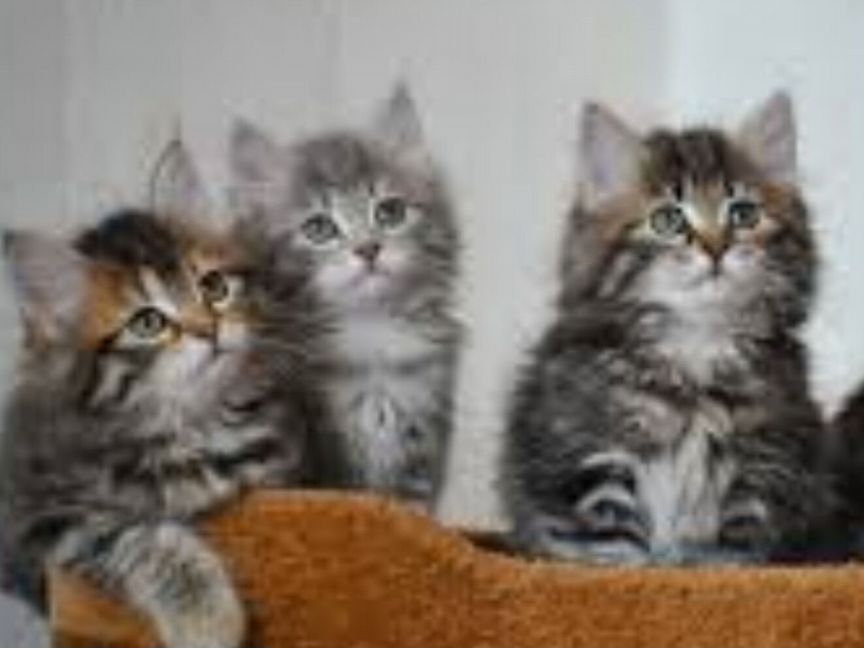 Породистые сибирячки