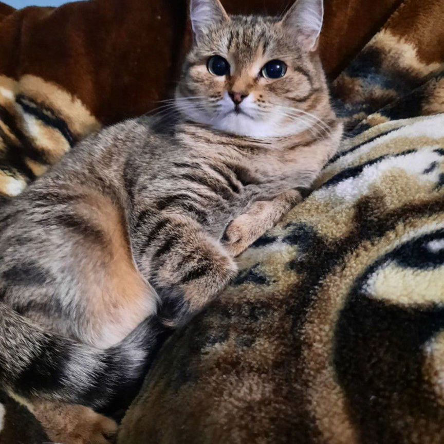 Кошка, которую хотят выбросить