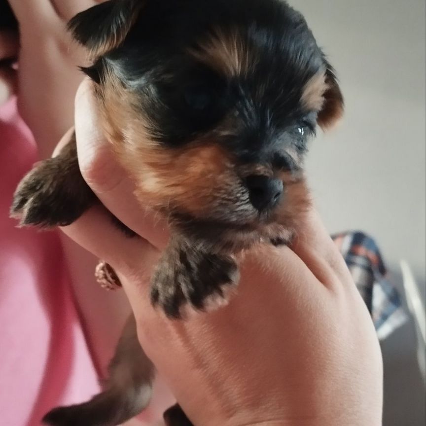 Йоркширский терьер щенки