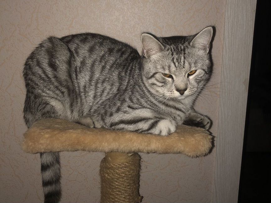 Молодой котик ищет хозяев